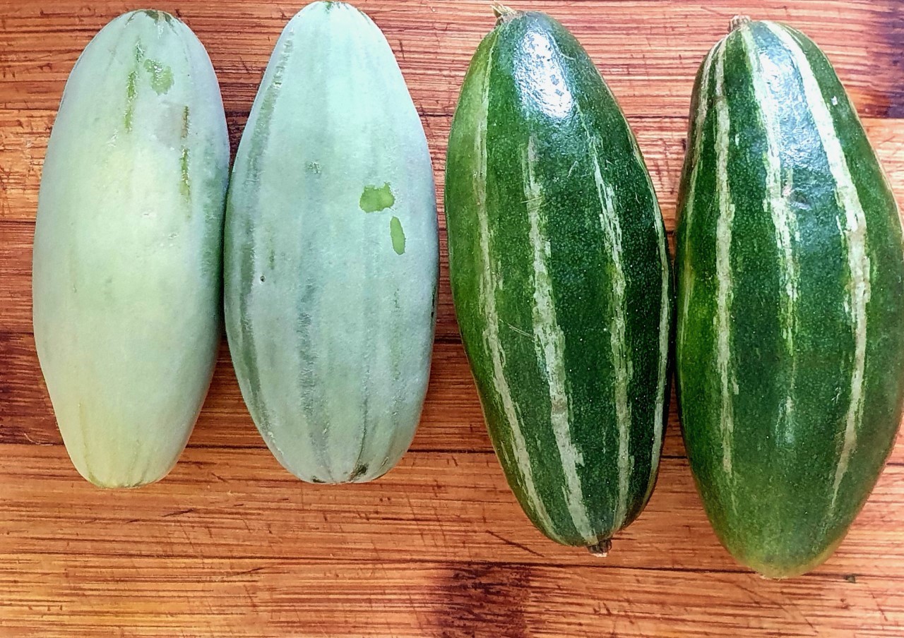 Potoler Dolma (Stuffed Pointed Gourd) – Reetika Mitra